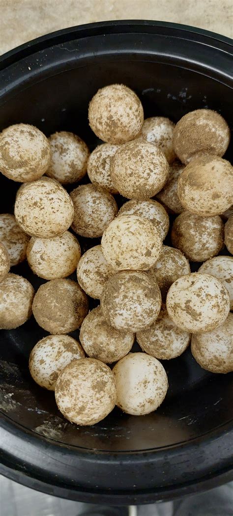 Alligator Snapping Turtle Eggs R Turtle