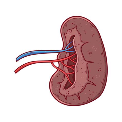 260 Bilirubin Illustrationer Bildbanksillustrationer Royaltyfri