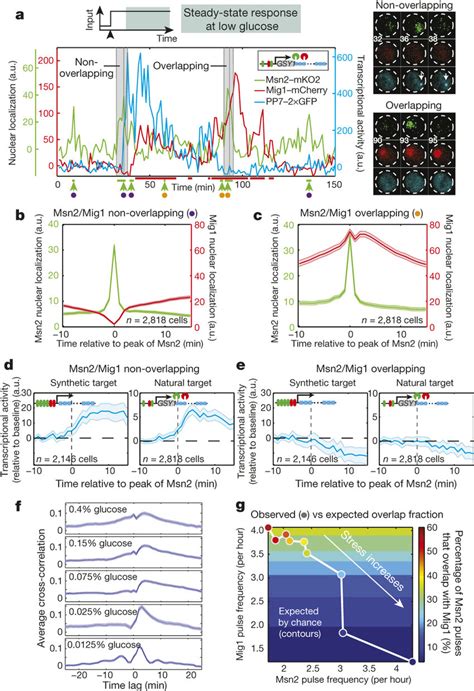 Pulse Triggered Averaging Reveals Relative Pulse Timing Dependent Gene