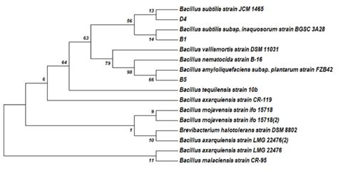 Phylogenetic Tree Based On 16s Rrna Gene Sequences Showing The