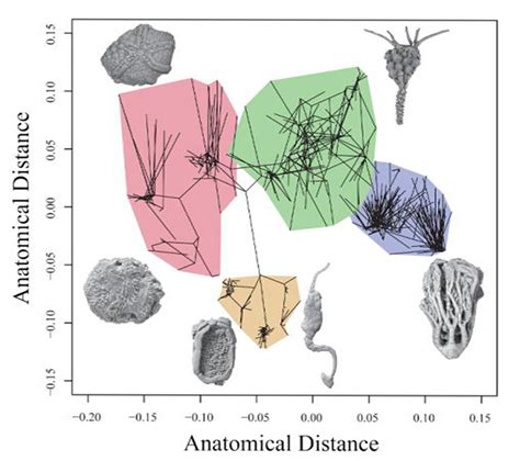 Evolution During The Cambrian Explosion Astrobiology