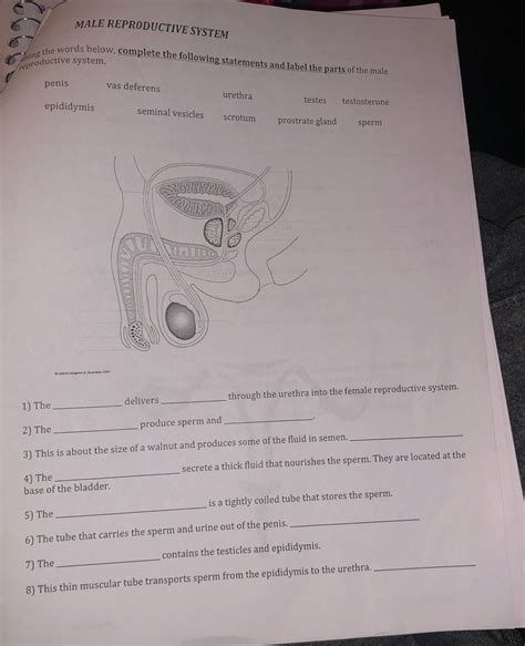 Solved I Need Help With This Homework Male Reproductive System
