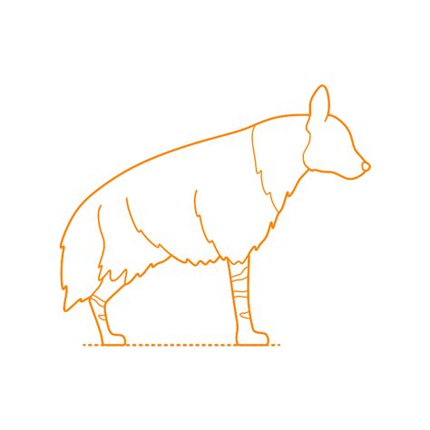 Brown Hyena Hyaena Brunnea Dimensions And Drawings