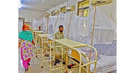 Strict Implementation Of Anti Dengue Plan Directed The Frontier Post