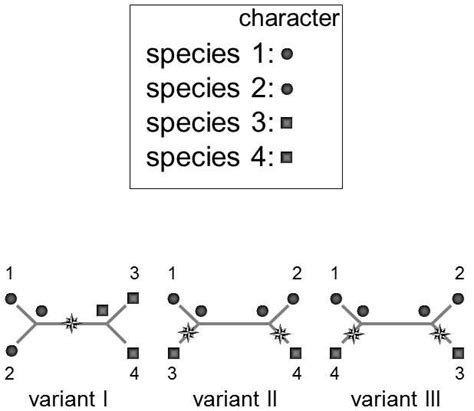 XXIII Homologies And Homoplasies Can Also Be Distinguished Using The Maximum Parsimony