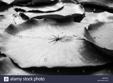 Floating Spider High Resolution Stock Photography And Images Alamy