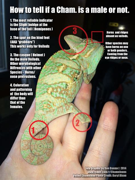 All Things Chameleons