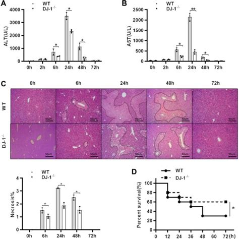 Ablation Of Dj 1 Protects Apap Induced Acute Liver Injury And Mortality