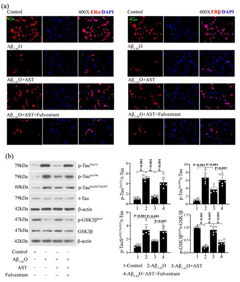 Ast Treatment Inhibited Aβ1−4o Induced Amyloid Plaques And Nfts In