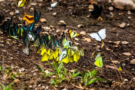 Group Of Butterflies Puddling On The Ground And Flying In Nature