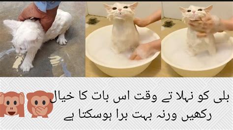 بلی کو نہلا تے وقت اس بات کا خیالرکھیں ورنہ بہت برا ہوسکتا ہے 🐱🐱🐱🐱🐱