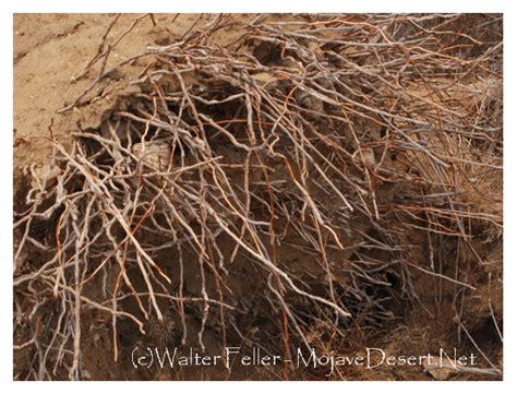 Rhizomes