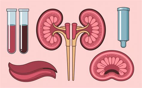 Créatinine Basse Comprendre Et Agir