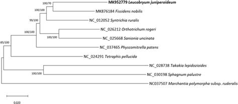 Neighbor Joining Bootstrap Repeat Is 10000 And Maximum Likelihood