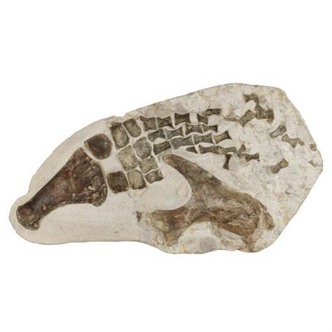 58 Great Places To Find Colorado Fossils In 2025 Favorites