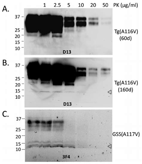 a ~13 kda rprp sc fragment is detected in symptomatic tg a116v mice