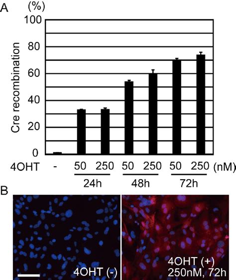 Cre Mediated Recombination In Cgecm32Δ Doubletransgenic Embryonic