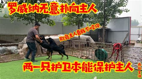 罗威纳跟主人玩耍,一只护卫本能上线,发现主人危险上去就咬 Youtube 罗威纳跟主人玩耍,一只护卫本能上线,发现主人危险上去就咬 Youtube