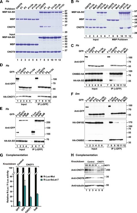 Figure 4 From A Ddx6 Cnot1 Complex And W Binding Pockets In Cnot9 Reveal Direct Links Between