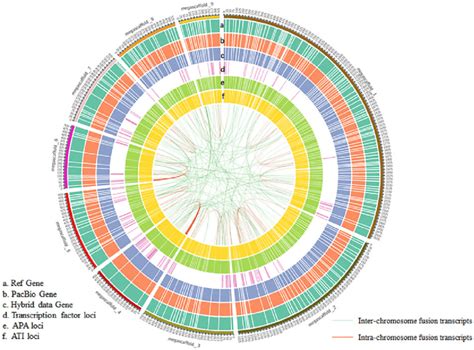 circos visualization of distribution of different data at genome wide