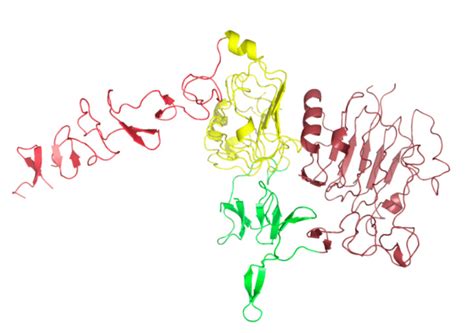 Its All In The Genes Prognosis Of Brca Positive And Her2 Positive