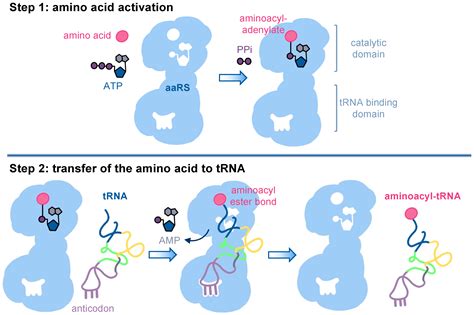 Towards A Cure For Hars Disease
