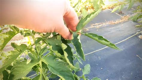 Tomato Leaves Curling And Falling Off At Wilma Scanlon Blog