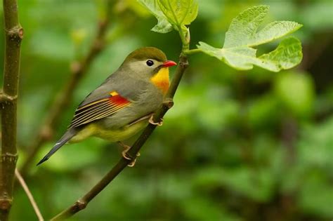 What Birds Are Illegal To Shoot In The Us Birdful