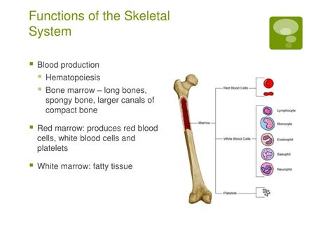 PPT Skeletal System Overview PowerPoint Presentation Free Download ID 2523668