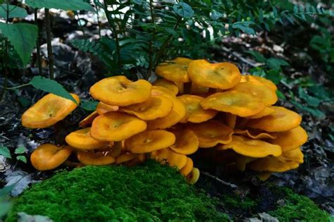 Identifying Wild Mushrooms A Guide To Edible And Poisonous Mushrooms