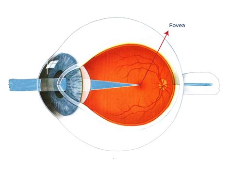 What Is The Fovea Front Range Retina