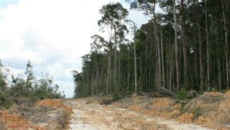 Por La Sustentabilidad De Nuestros Bosques Peru Correo