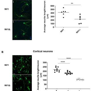 Nv1 Stimulates Neurite Outgrowth In Human Ipsc Derived Motor Neurons