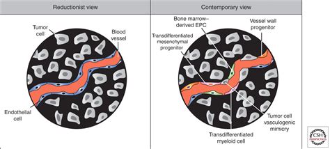 Tumor Endothelial Cells