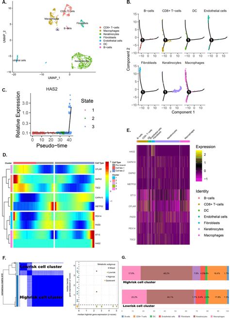 Single Cell Rna Seq Analysis Reveals High Cell Heterogeneity A Cells
