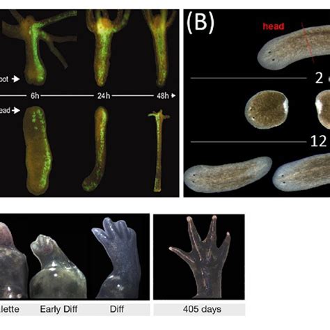 Animal Regeneration Models A Regeneration Of Head And Foot In