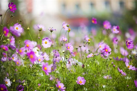 Free Images Grass Blossom Field Lawn Meadow Petal Botany Flora