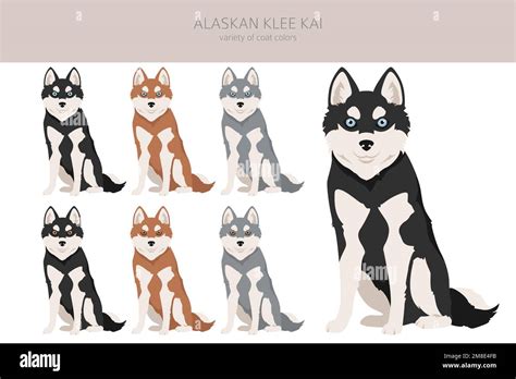 Alaskan Klee Kai Stock Vector Images Alamy
