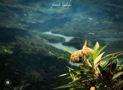 ලස්සන තරැ නයා