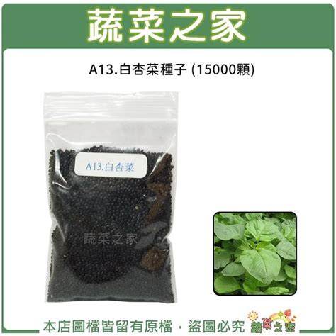 【蔬菜之家滿額免運】a13白杏菜白莧菜種子15000顆莧菜黃綠色葉生長速開花晚蔬菜種子 Yahoo奇摩拍賣