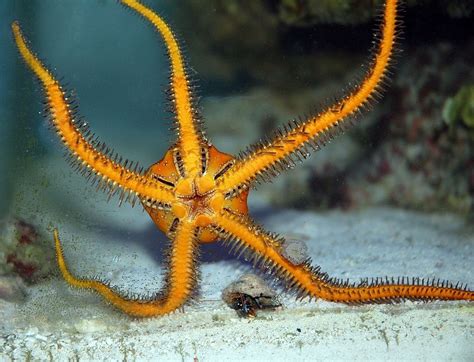 Brittle Stars Phylum Echinodermata At Carl Eason Blog