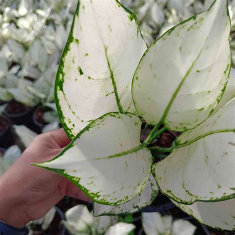 Aglaonema Super White Toltec Plants