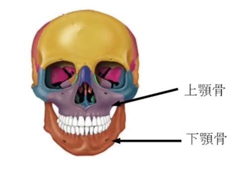 骨質疏鬆藥物 沙田地區康健站