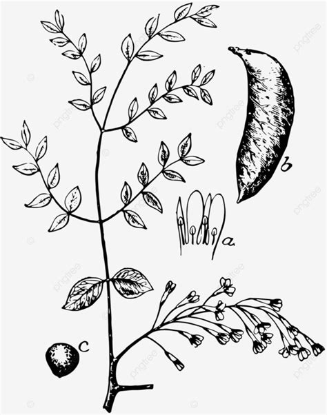 肯塔基州咖啡樹復古插畫雕刻種子線 向量 雕刻 种子 线向量圖案素材免費下載，png，eps和ai素材下載 Pngtree