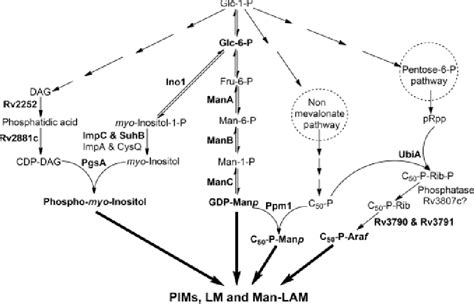 Lipoarabinomannan And Related Glycoconjugates Structure Biogenesis And Role In Mycobacterium