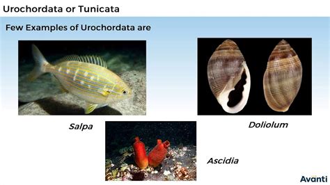 Urochordata Examples