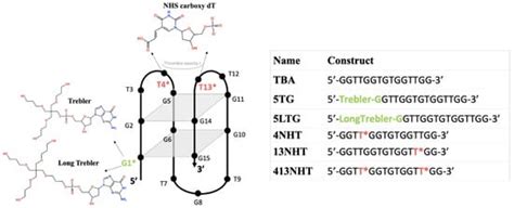 Structural And Binding Effects Of Chemical Modifications On Thrombin Binding Aptamer Tba