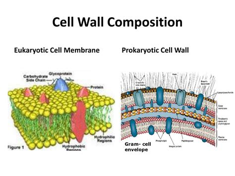 Ppt Introduction To Microbiologyprokaryotes Powerpoint Presentation