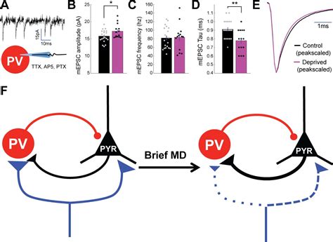 Sensory Experience Inversely Regulates Feedforward And Feedback Excitation Inhibition Ratio In