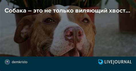 Собака это не только виляющий хвост… Demkristo — Livejournal